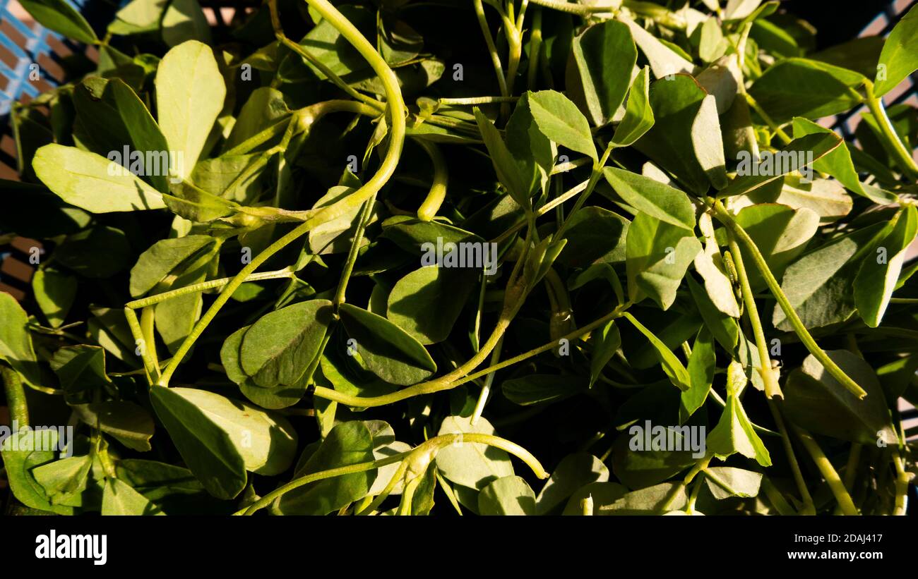 a top shot of fresh fenugreek (Methi) green leafy vegetable isolated in ...
