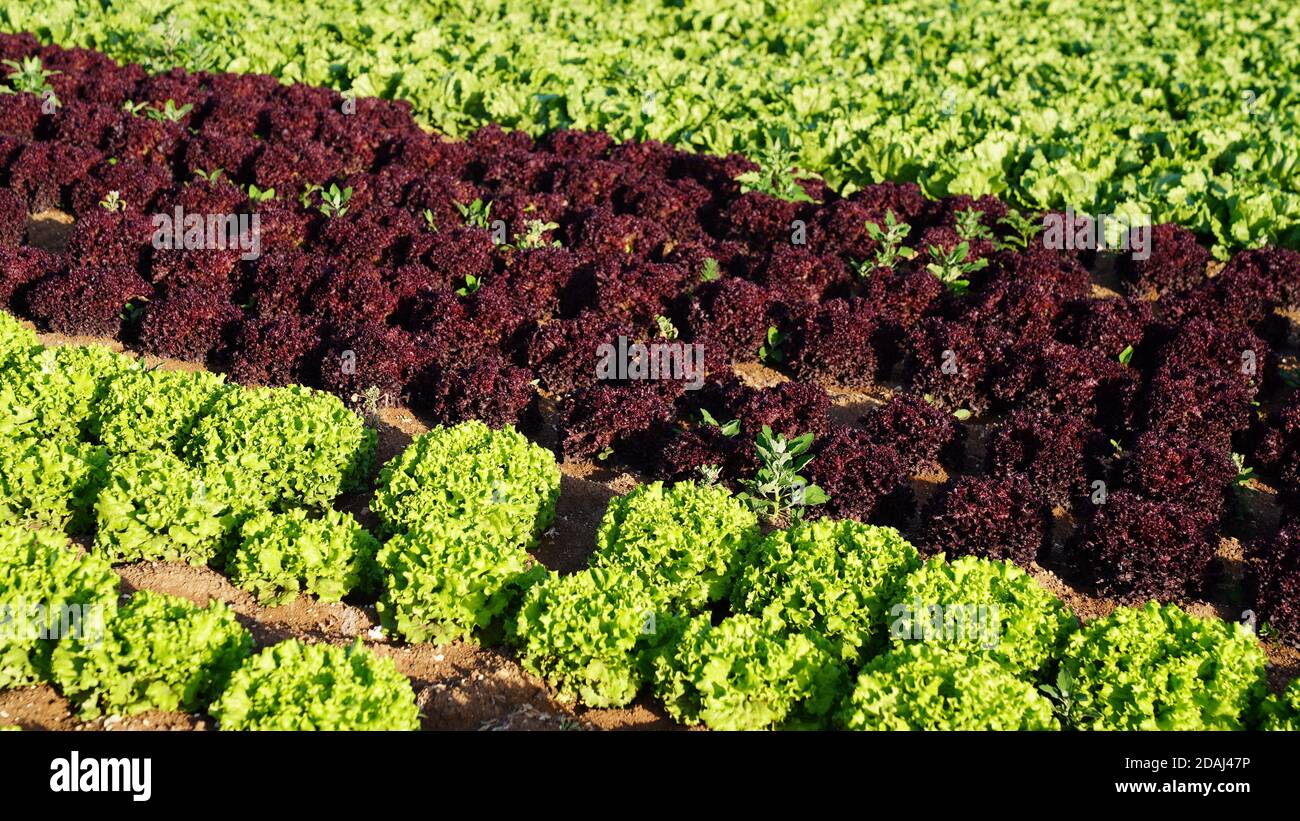 Lettuce garden. Aerial view. Agricultural field. Vegetable field Stock ...