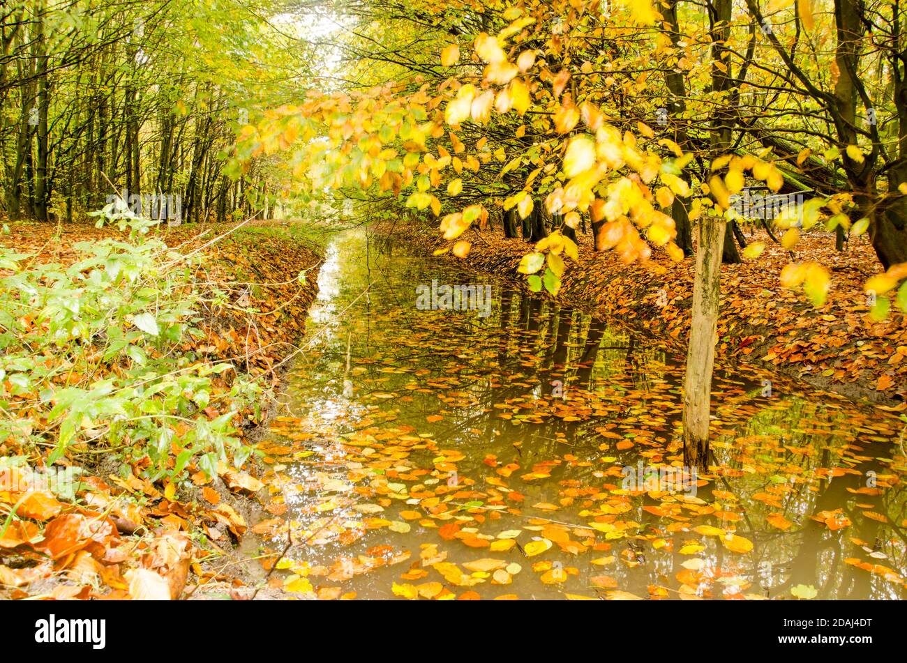 Colorful scene in a beech forest near Zoetermeer, The Netherlands on a ...