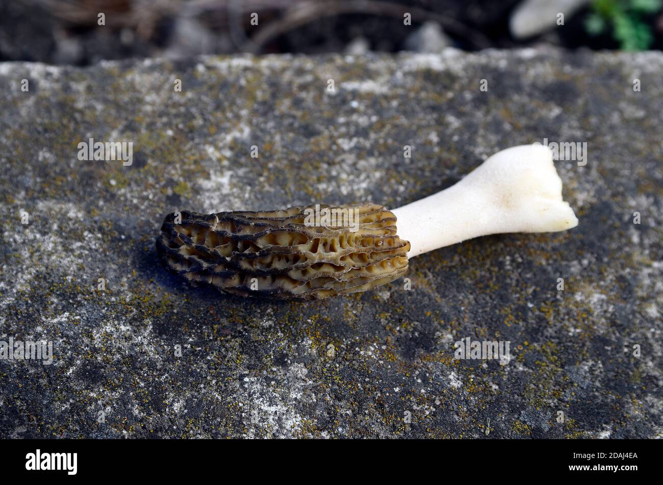 Botany, edible morel mushroom Stock Photo - Alamy