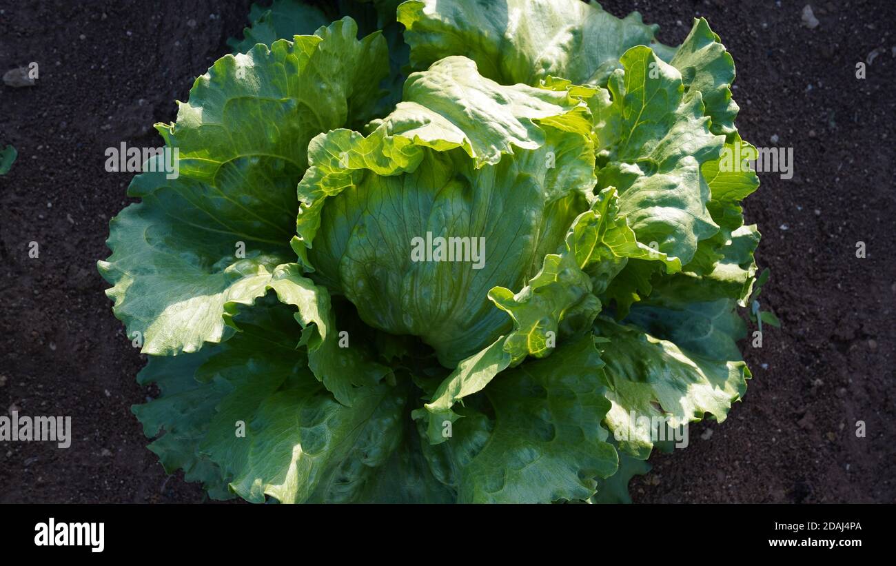 Curly lettuce garden. Agricultural field. Growing vegetables in field ...