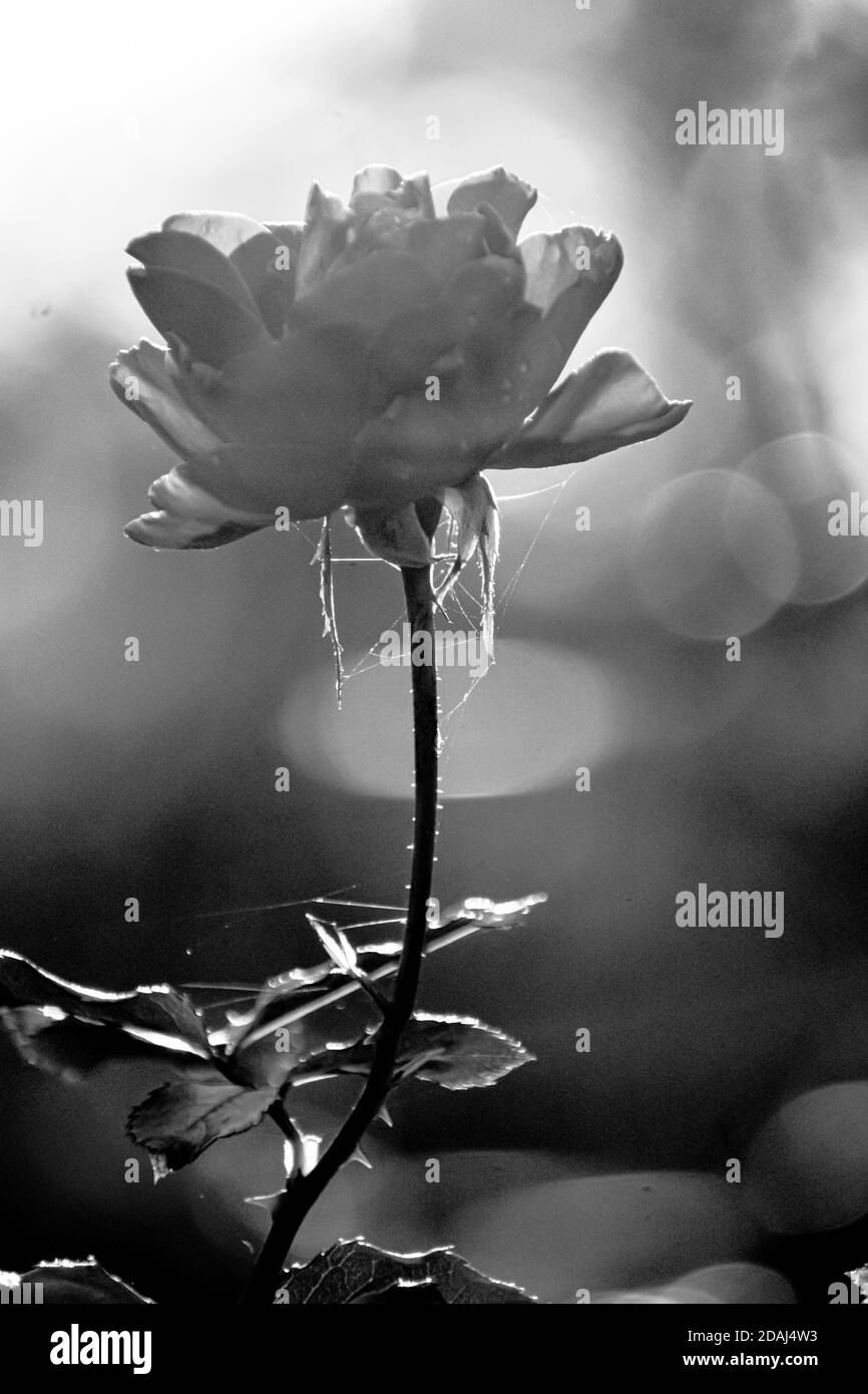 Grayscale shot of a beautiful rose Stock Photo - Alamy