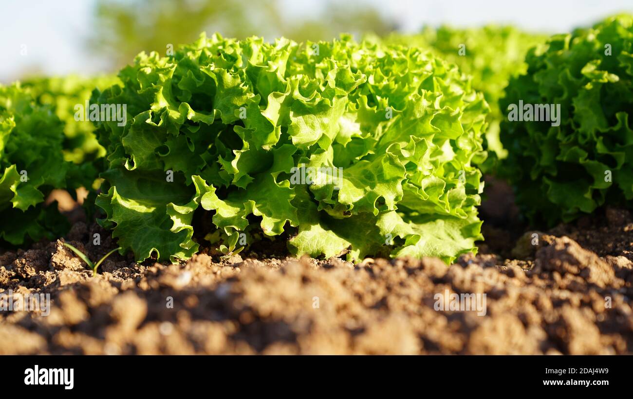 Curly lettuce garden. Agricultural field. Growing vegetables in field ...