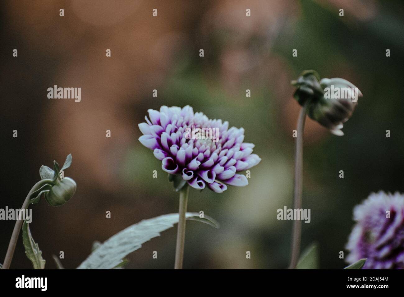Closeup shot of beautiful dahlia flowers Stock Photo - Alamy