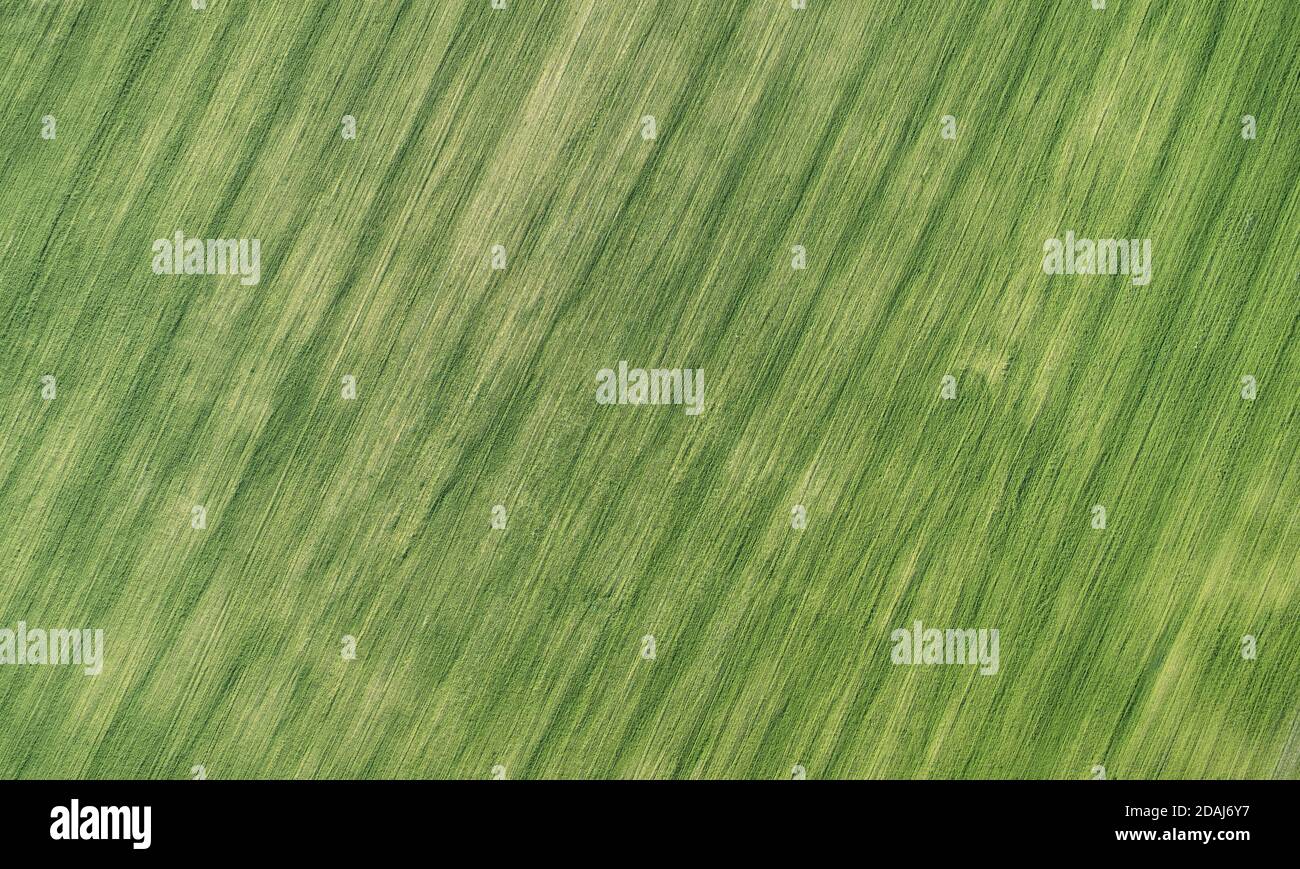 Texture of green grass lush above top view. Clean grass background ...