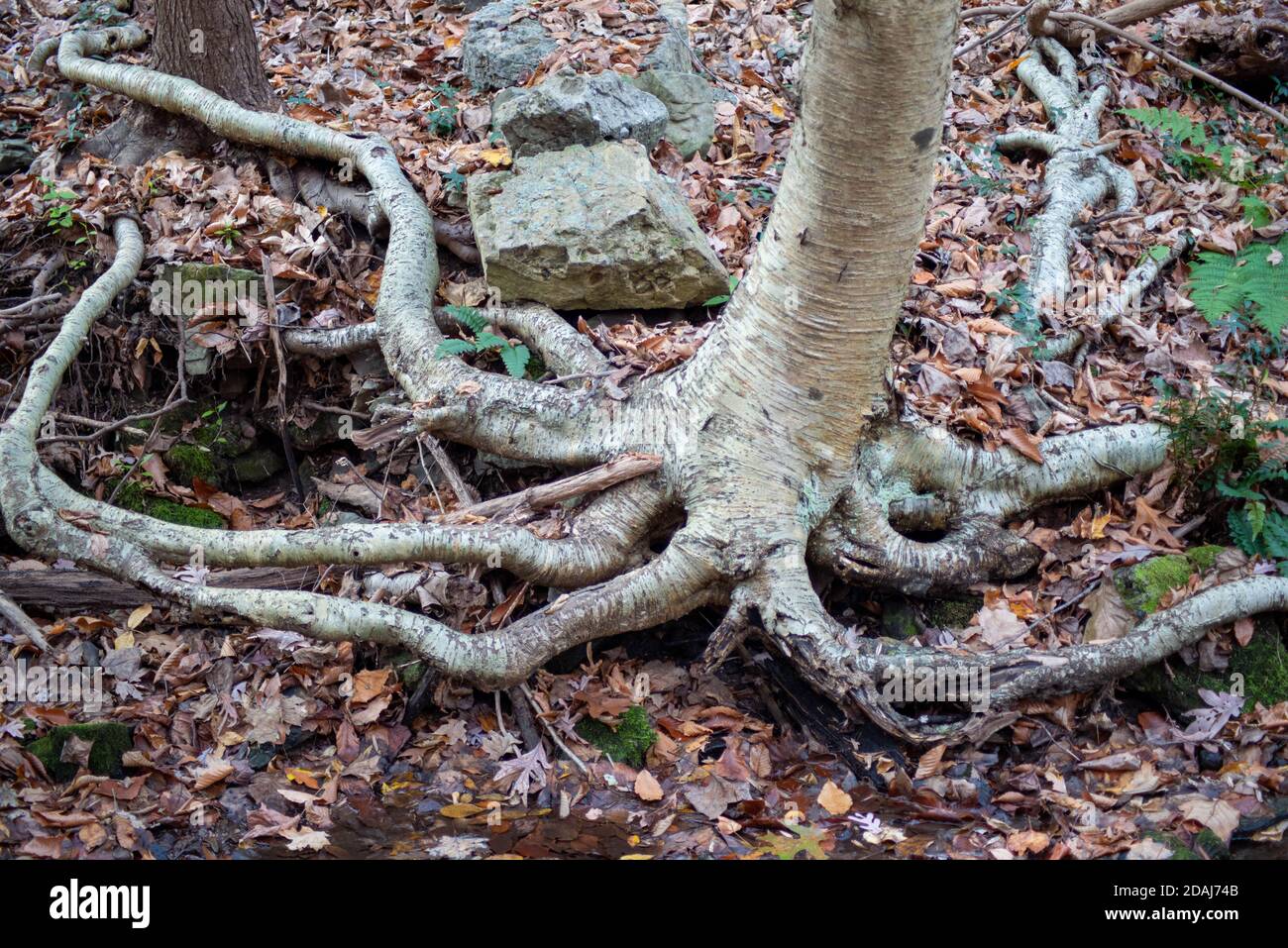 Green leaves spreading across ground hi-res stock photography and ...
