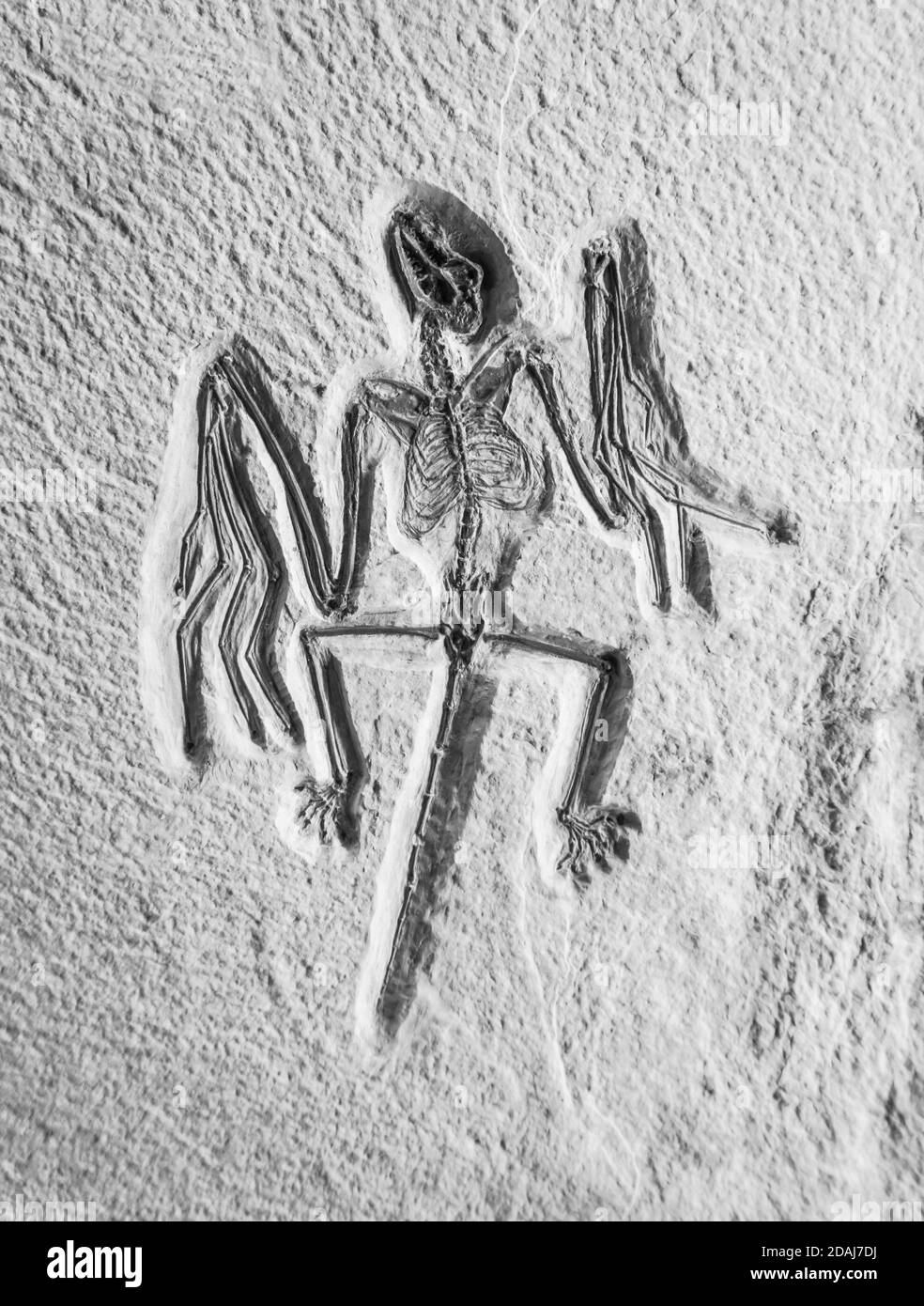 Bat fossil, Fossil Butte National Monument, Wyoming, Usa, America Stock ...