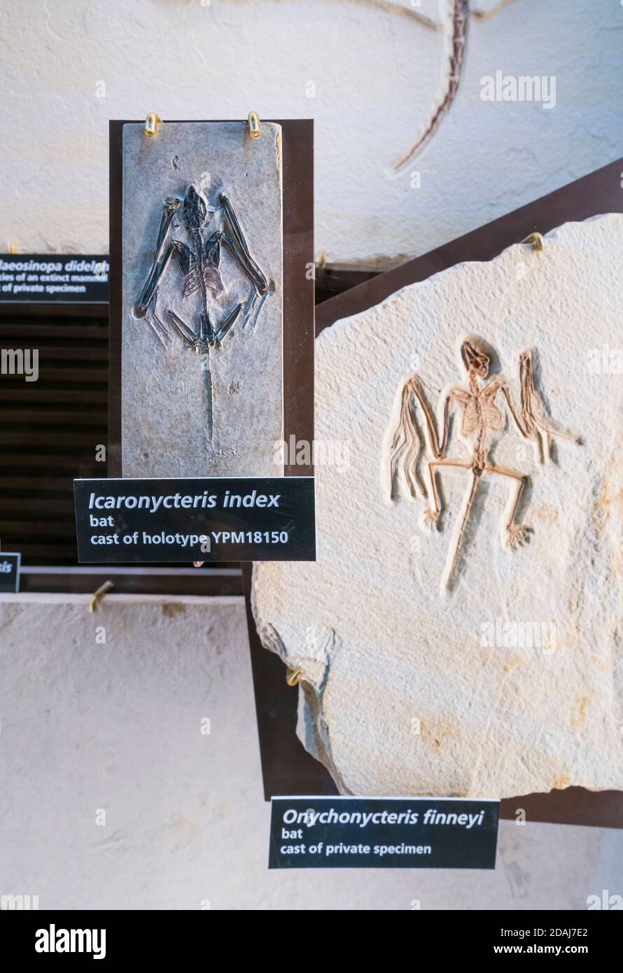 Bat fossil hi-res stock photography and images - Alamy