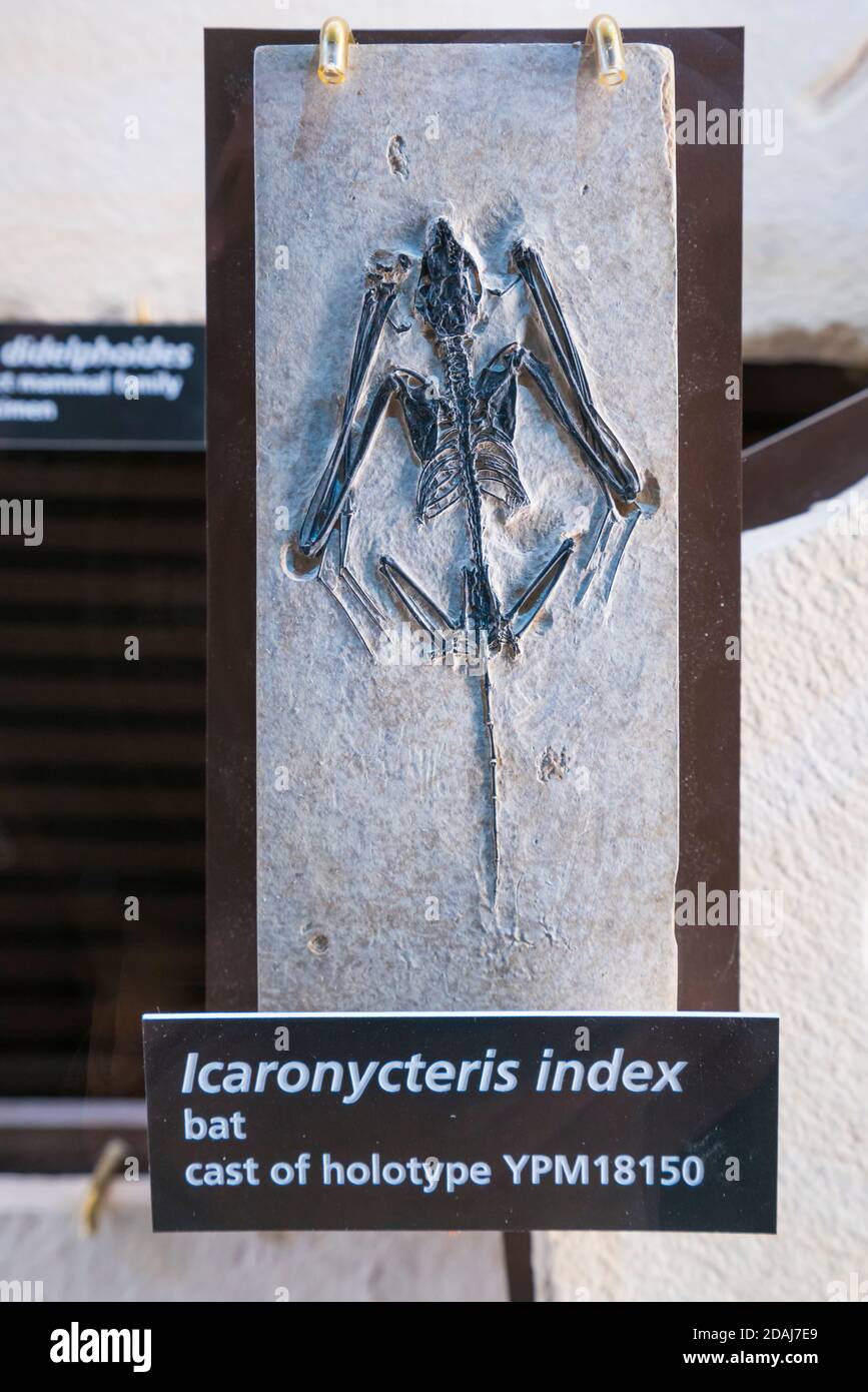 Bat fossil, Fossil Butte National Monument, Wyoming, Usa, America Stock ...