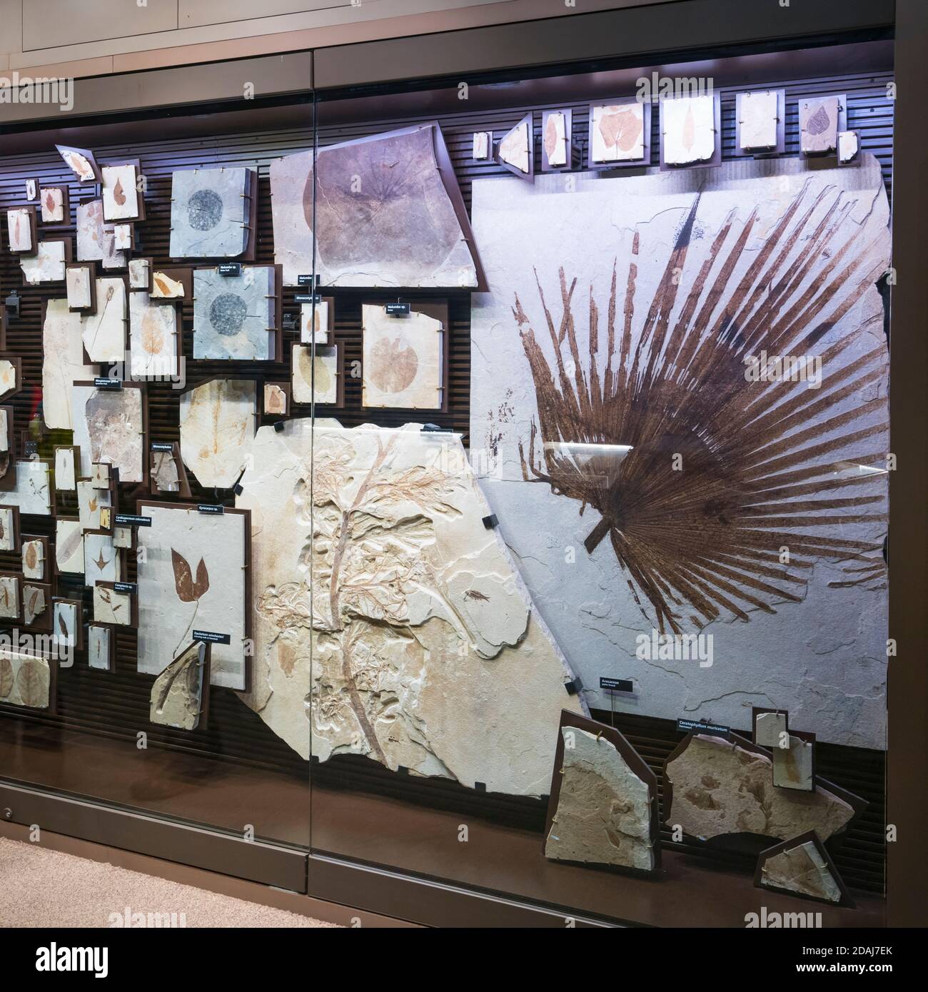 Fossil showroom, Fossil Butte National Monument, Wyoming, Usa, America ...