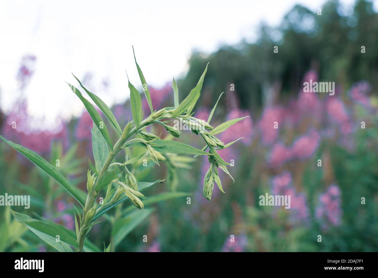 Growing plant Blooming Sally, wild medicinal herbal tea of willow plant ...