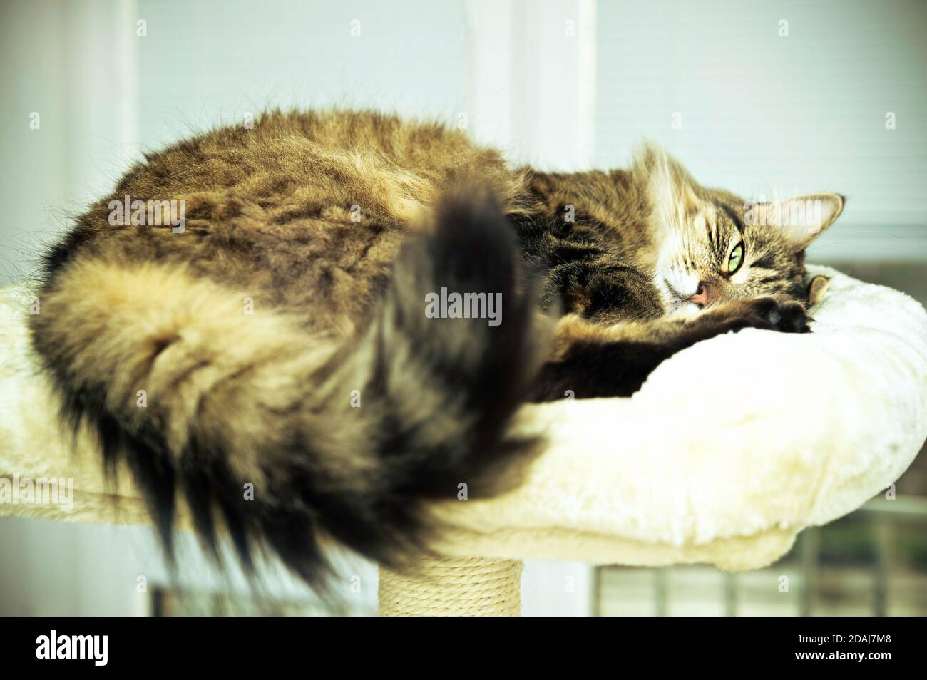domestic cat resting Stock Photo - Alamy