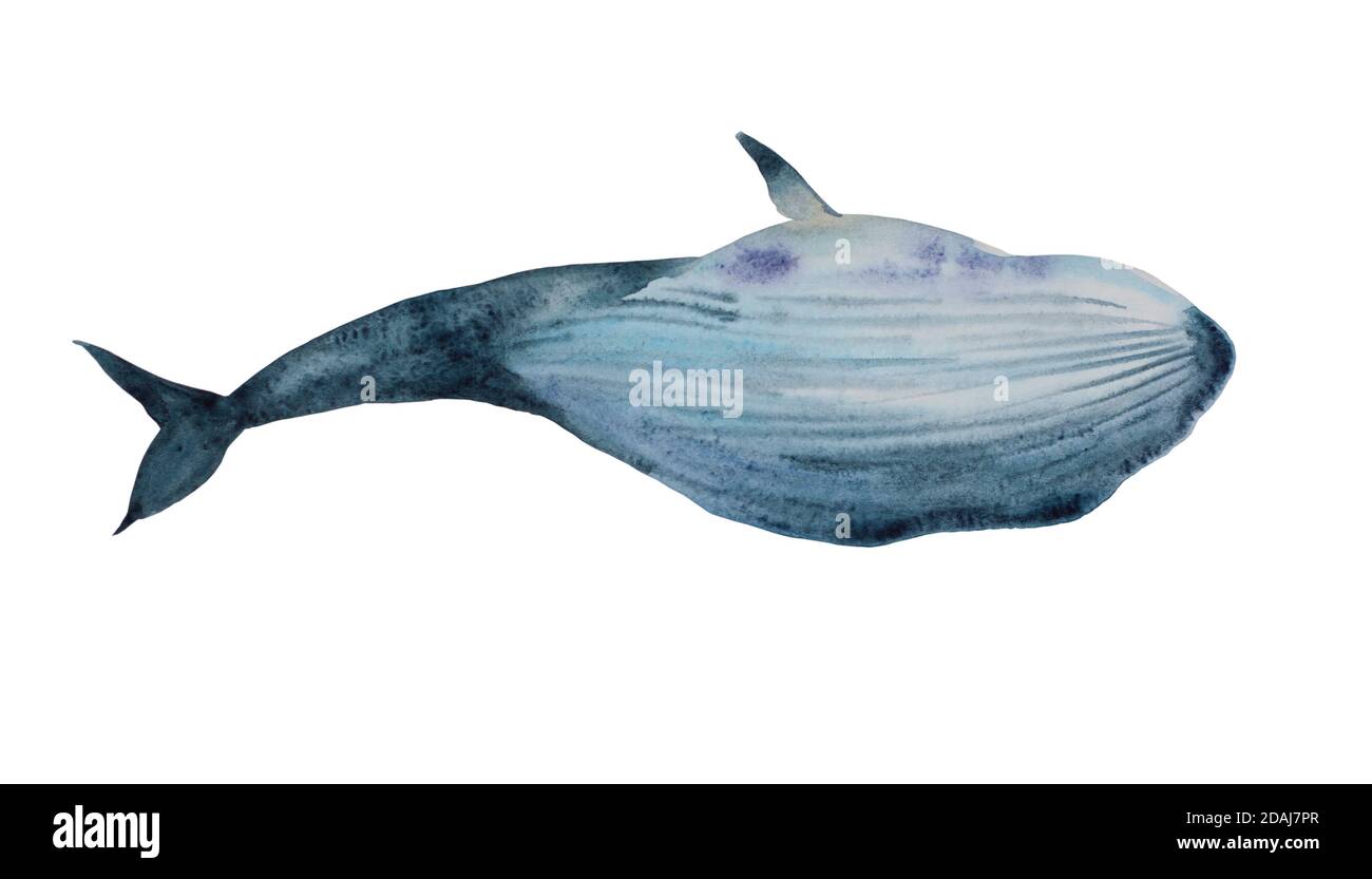 Watercolor blue whale dive, bottom view on belly. Original hand painted ...