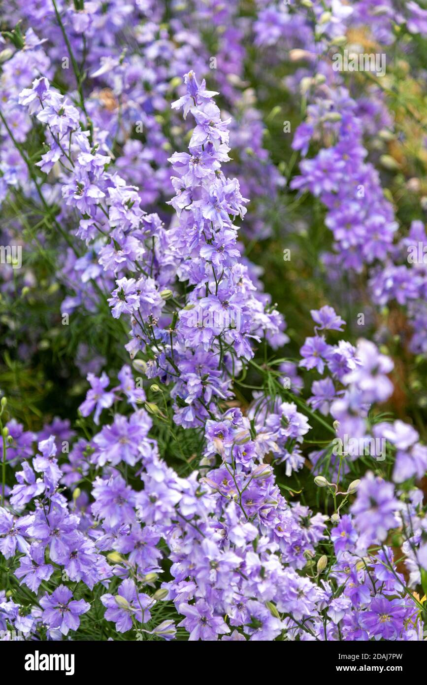 Giant Larkspur, Consolida Ajacis, Azure Blue, Subline Series Stock ...