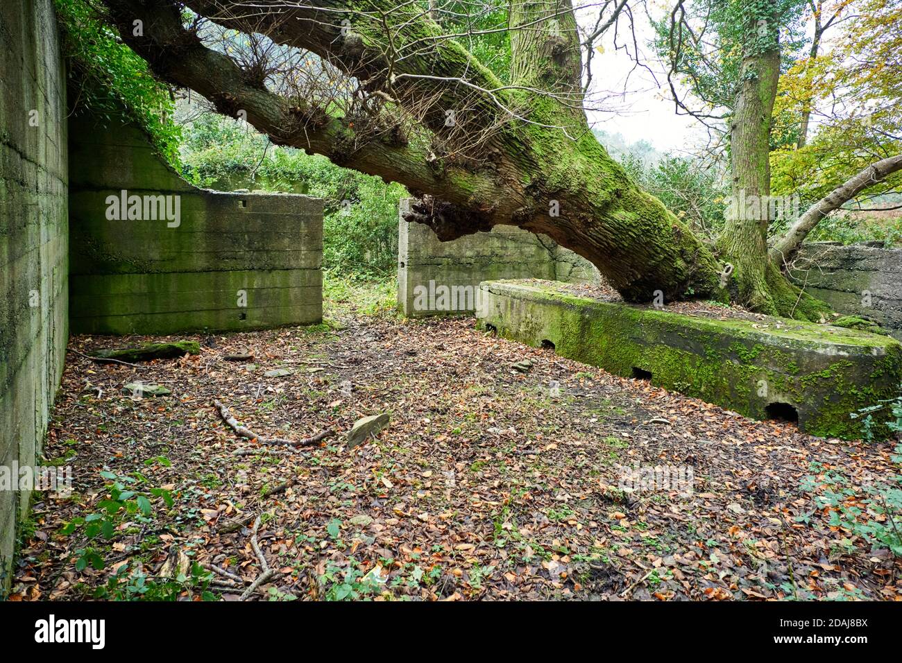 A large tree growing within a half completed munitions factory at ...