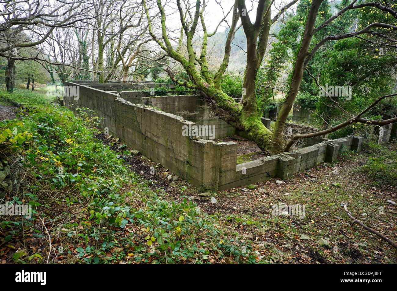 A large tree growing within a half completed munitions factory at ...