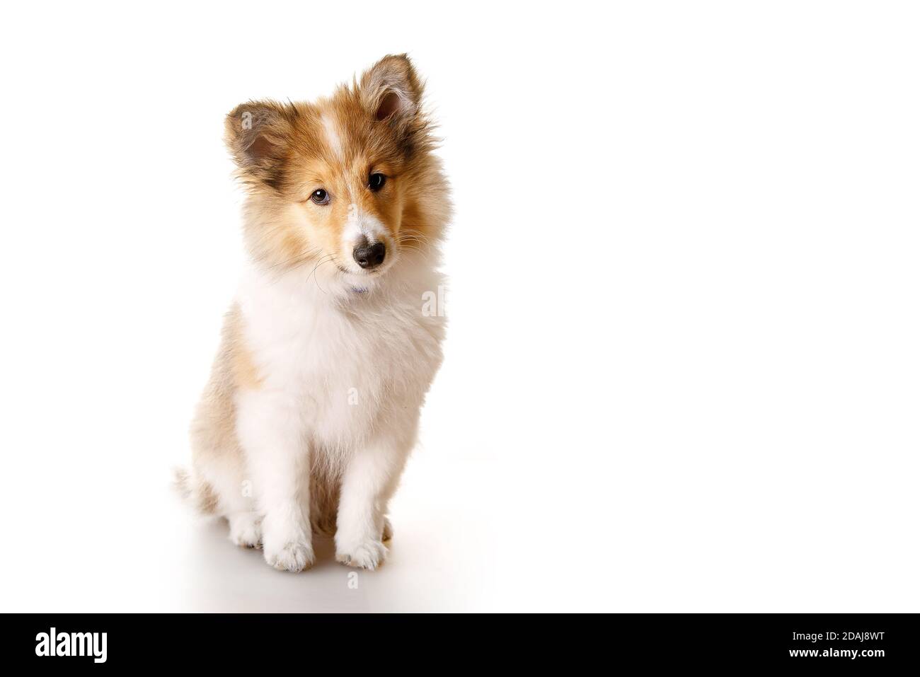 How Do You Stop A Sheltie From Barking