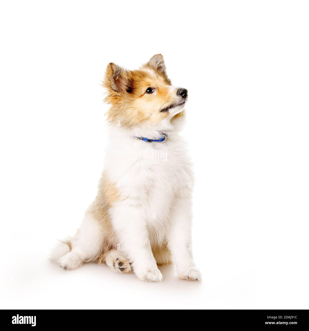 Sheltie puppy isolated on a white background Stock Photo - Alamy