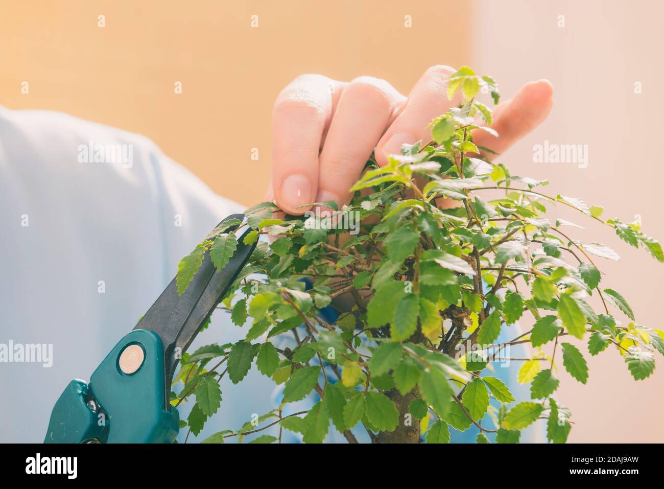 Growing little bonsai tree with special pruning scissors Stock Photo ...