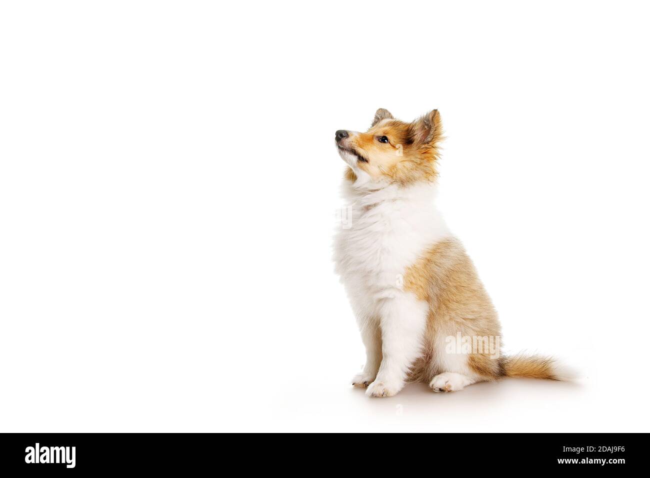Sheltie puppy isolated on a white background Stock Photo - Alamy