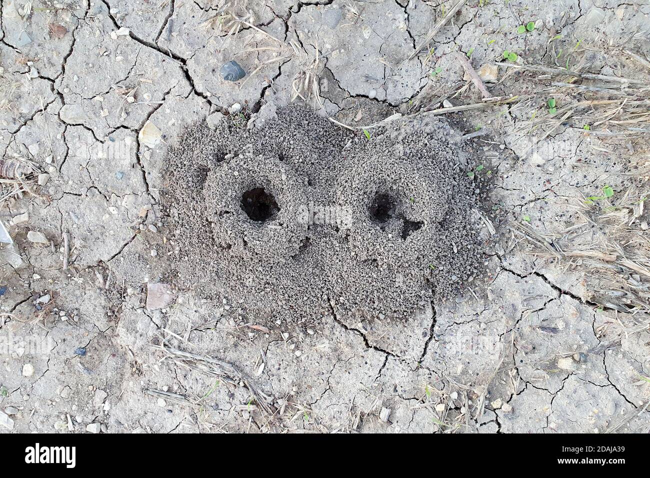 Huge anthill. Two holes in the ground, the entrance to the anthill ...
