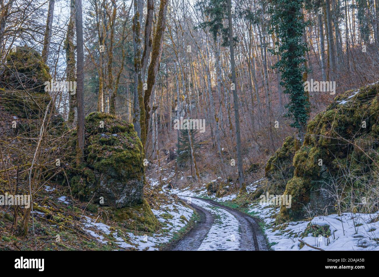 Forest path with residual snow in spring Stock Photo - Alamy