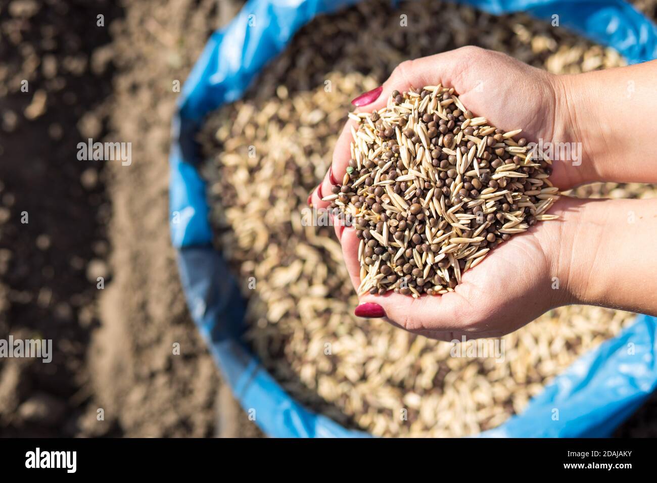Female hands close up holding seeds out side on a garden. Seeding cover ...