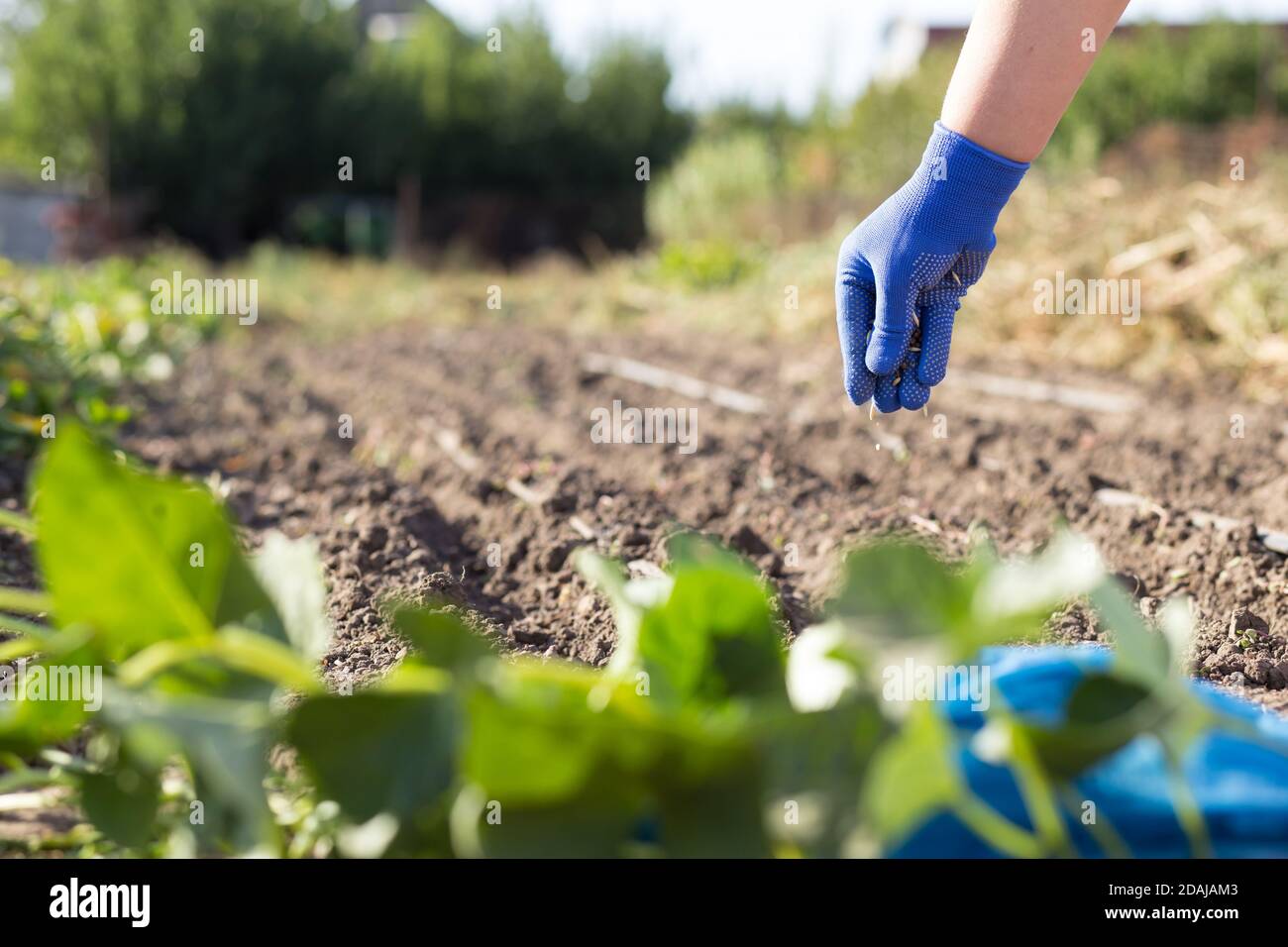 Hand in glove seeding seeds on a little garden Stock Photo - Alamy