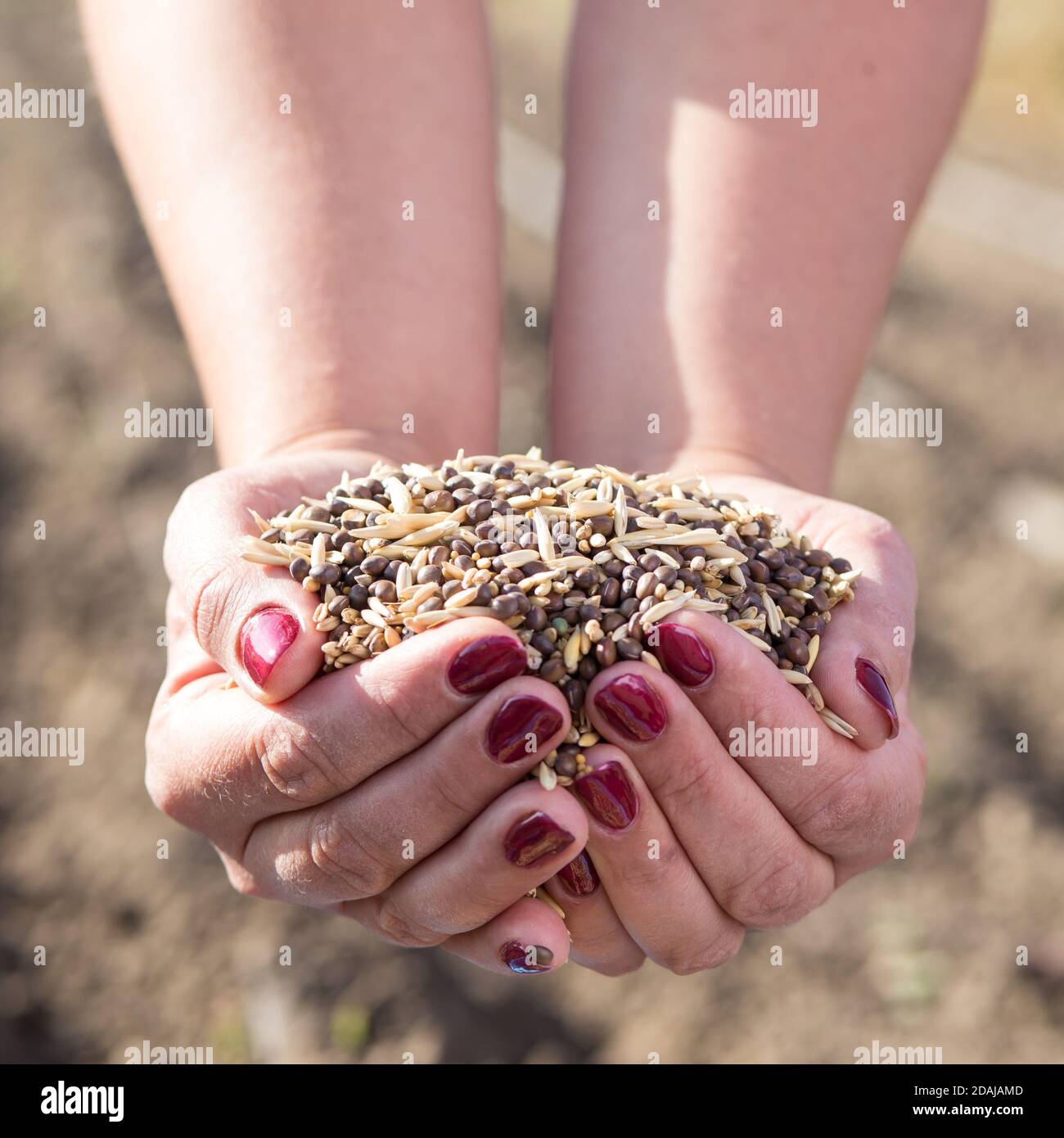Farmer Throwing Seeds High Resolution Stock Photography and Images - Alamy