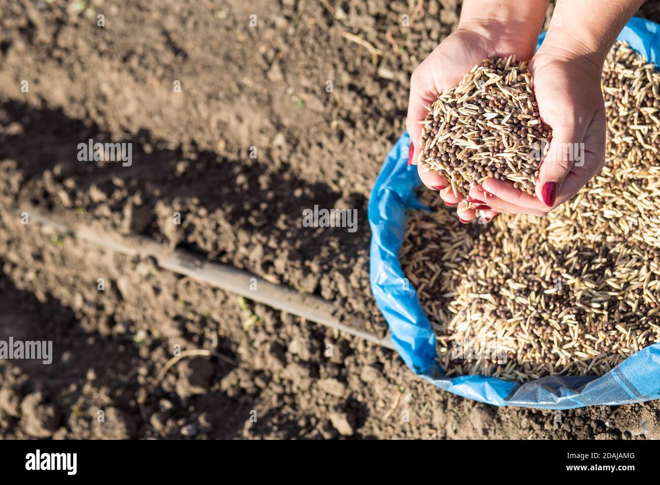 Hand senior woman seeding hi-res stock photography and images - Alamy