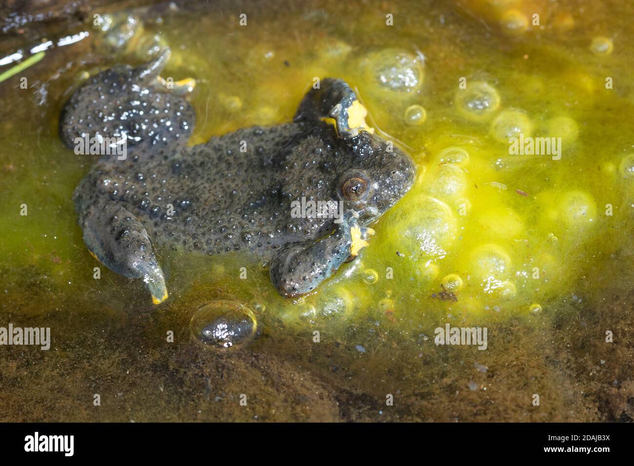 Gelbbauchunke, Gelbbauch-Unke, Bergunke, Unke, Unken, Bombina variegata ...