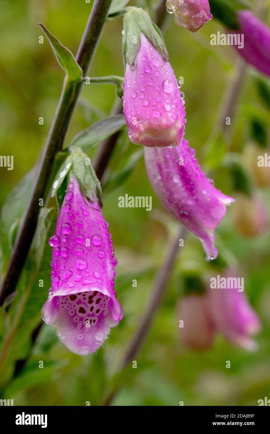 Foxglove (Digitalis purpurea). Single unbranched stems, with twenty to ...