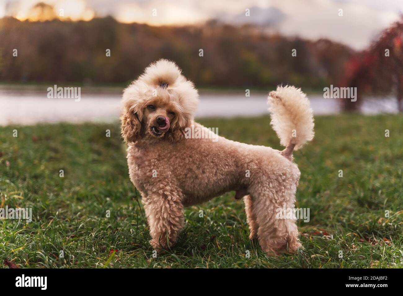 Cute little golden toy poodle hi-res stock photography and images - Alamy