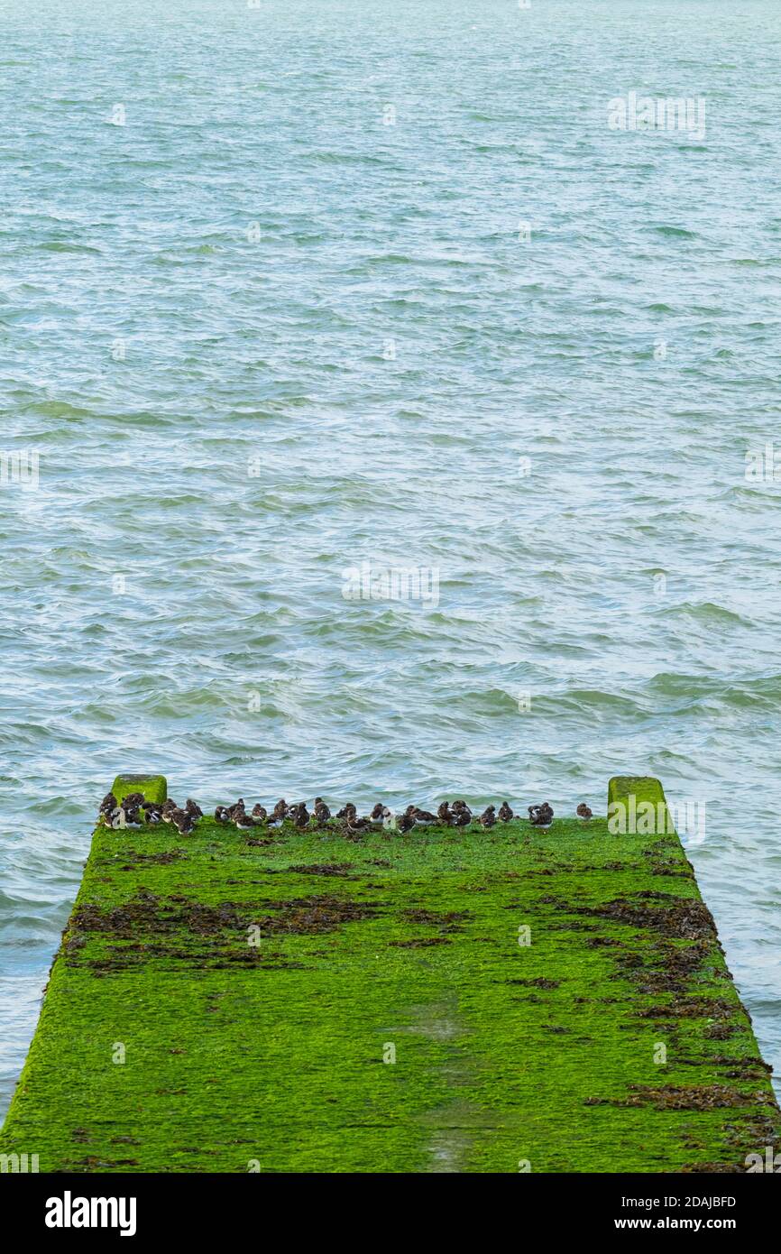 Small Group of Turnstone at Rest on Wharf at Gogs Berth on the Thames ...