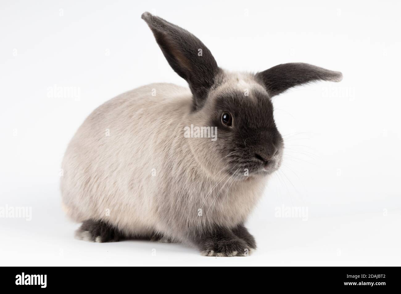 Lop Rabbit on Isolated Background Stock Photo - Alamy