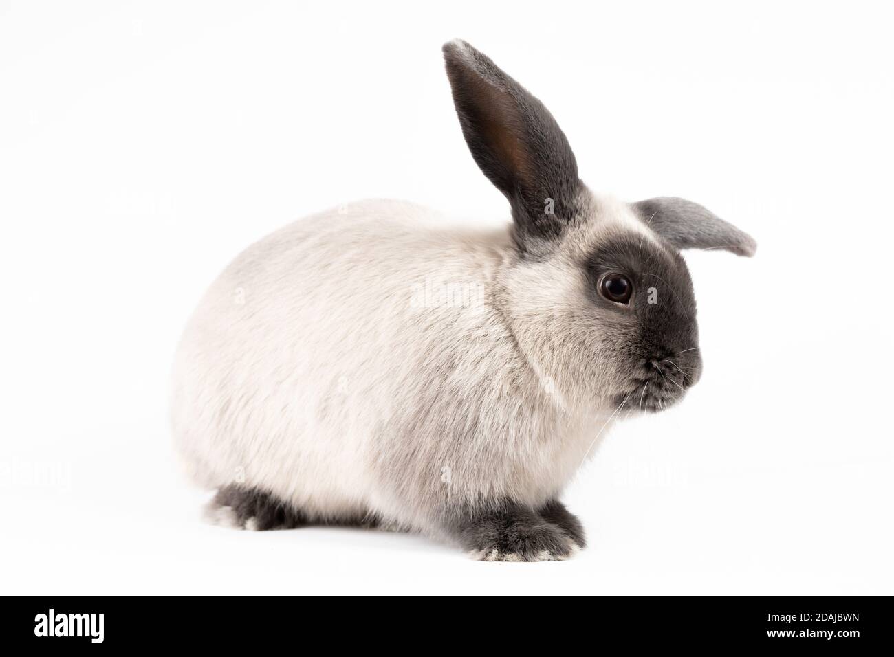 Lop Rabbit on Isolated Background Stock Photo - Alamy