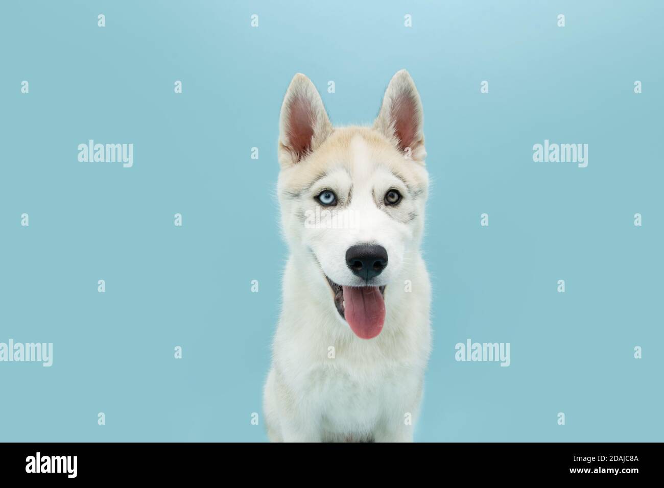 Blue Eyed Pomsky Adult