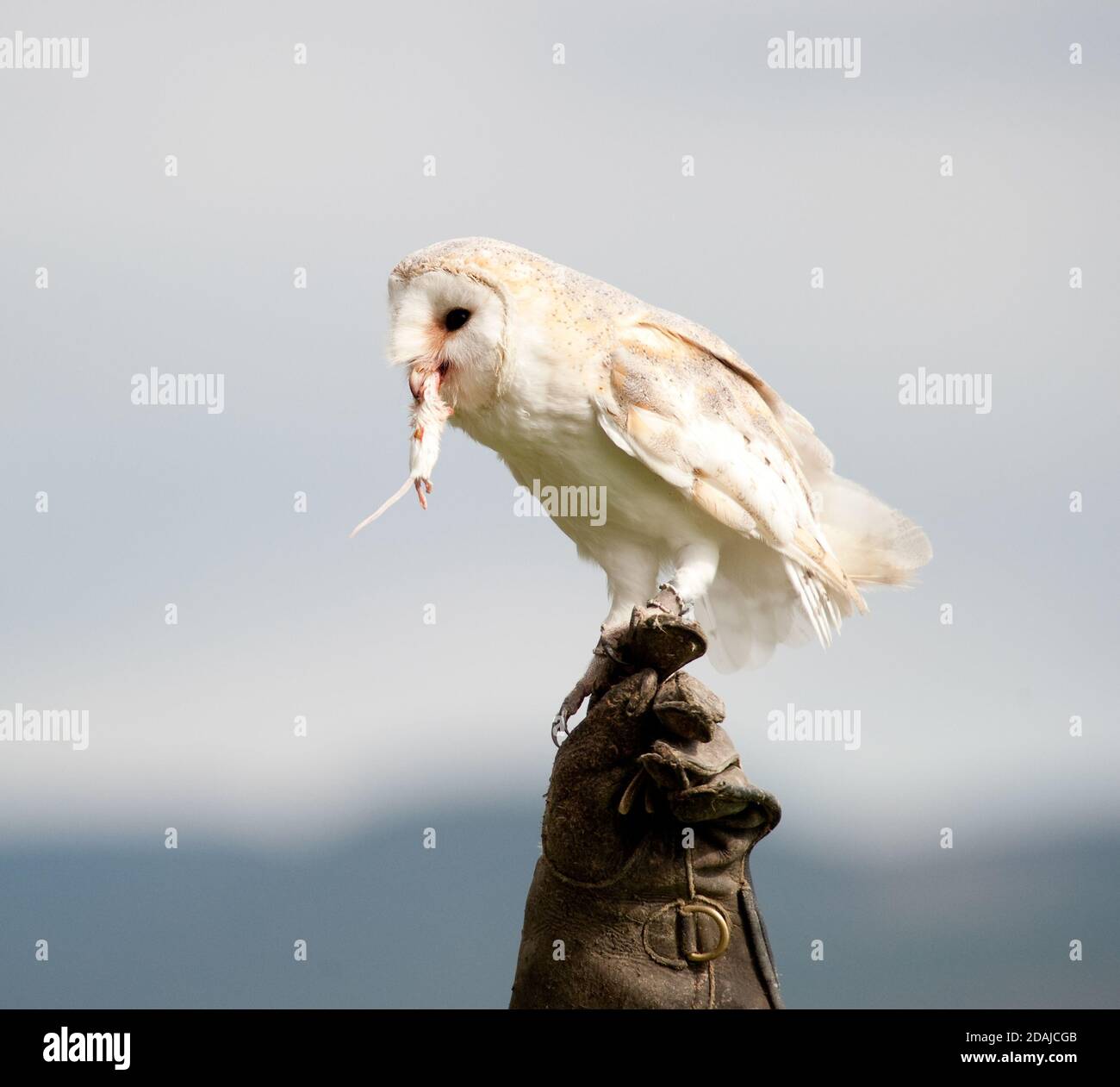 white owl eating a mouse Stock Photo - Alamy