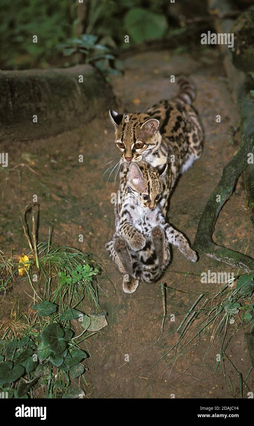 Margay cub not domestic hi-res stock photography and images - Alamy