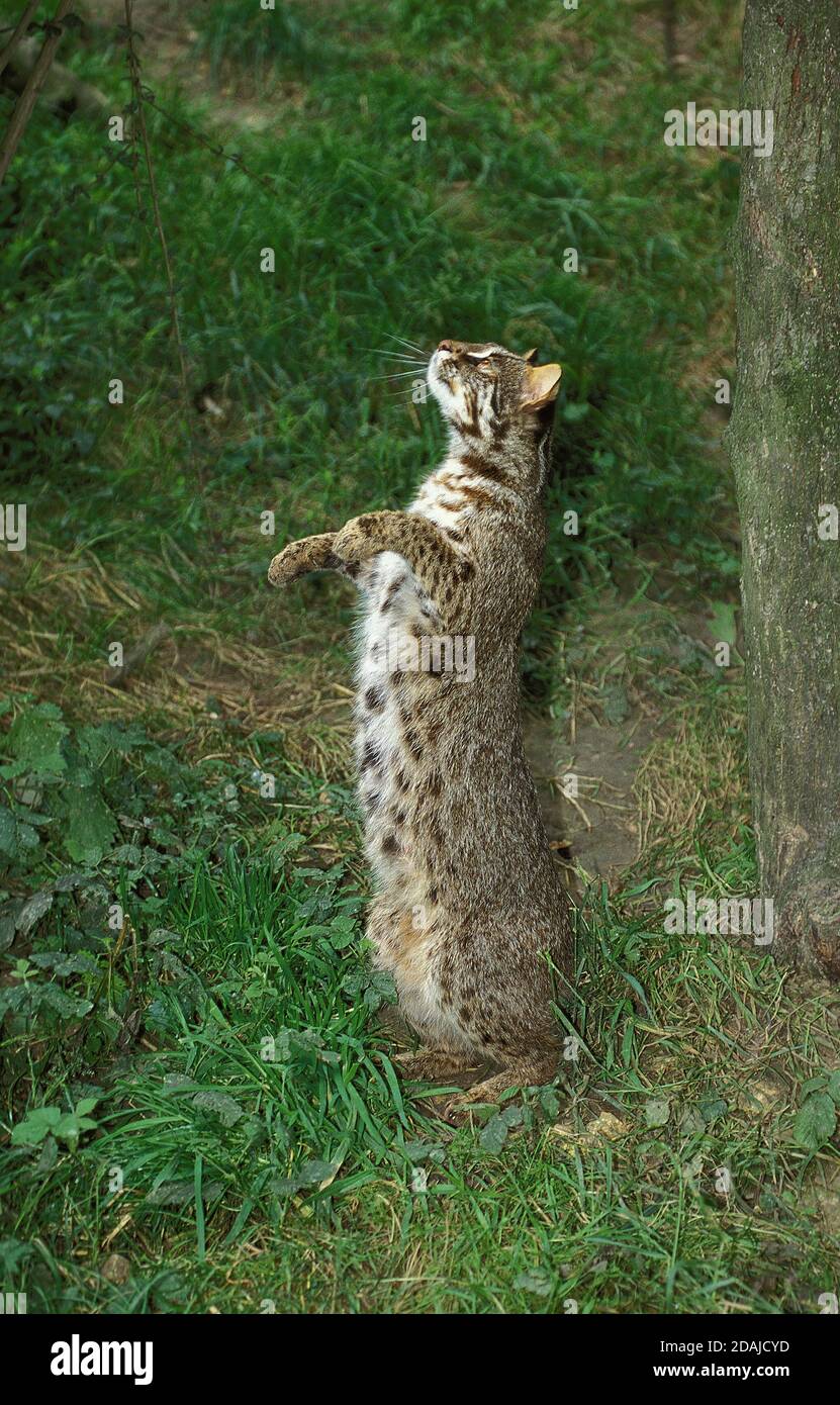 Leopard hind hi-res stock photography and images - Alamy