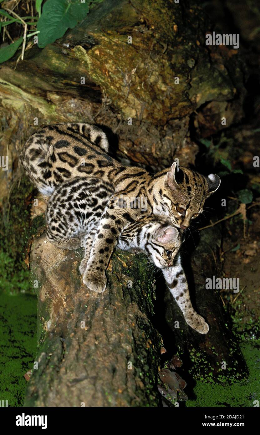 Margay cub not domestic hi-res stock photography and images - Alamy