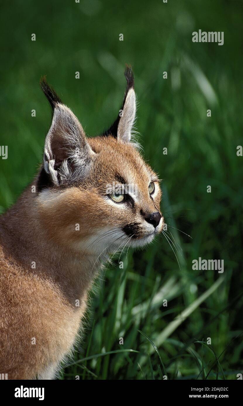 Caracal cub hi-res stock photography and images - Alamy