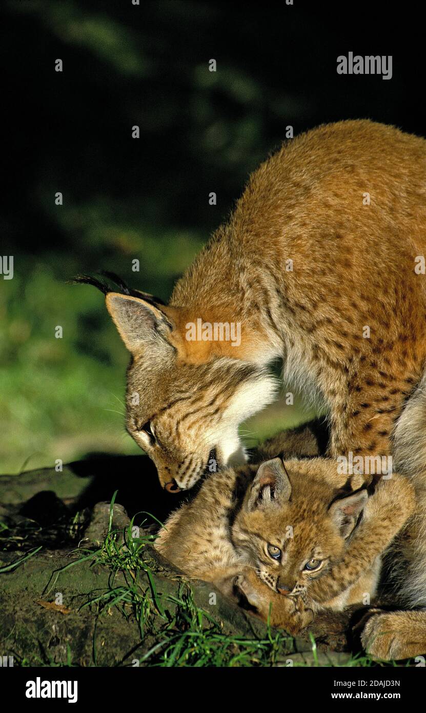 Female lynx profile hi-res stock photography and images - Alamy
