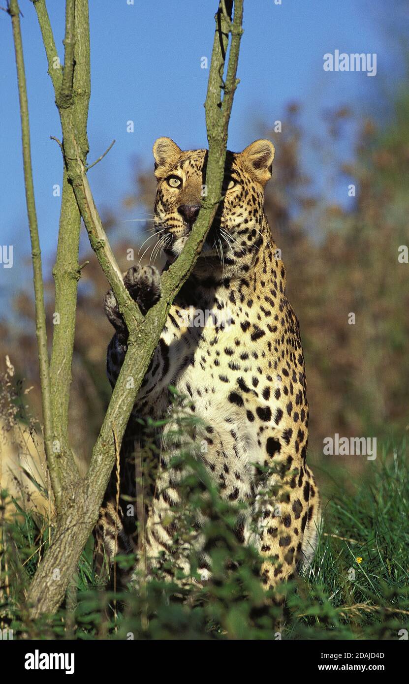 LEOPARD panthera pardus, ADULTE HIDING BEHIND TREE Stock Photo - Alamy