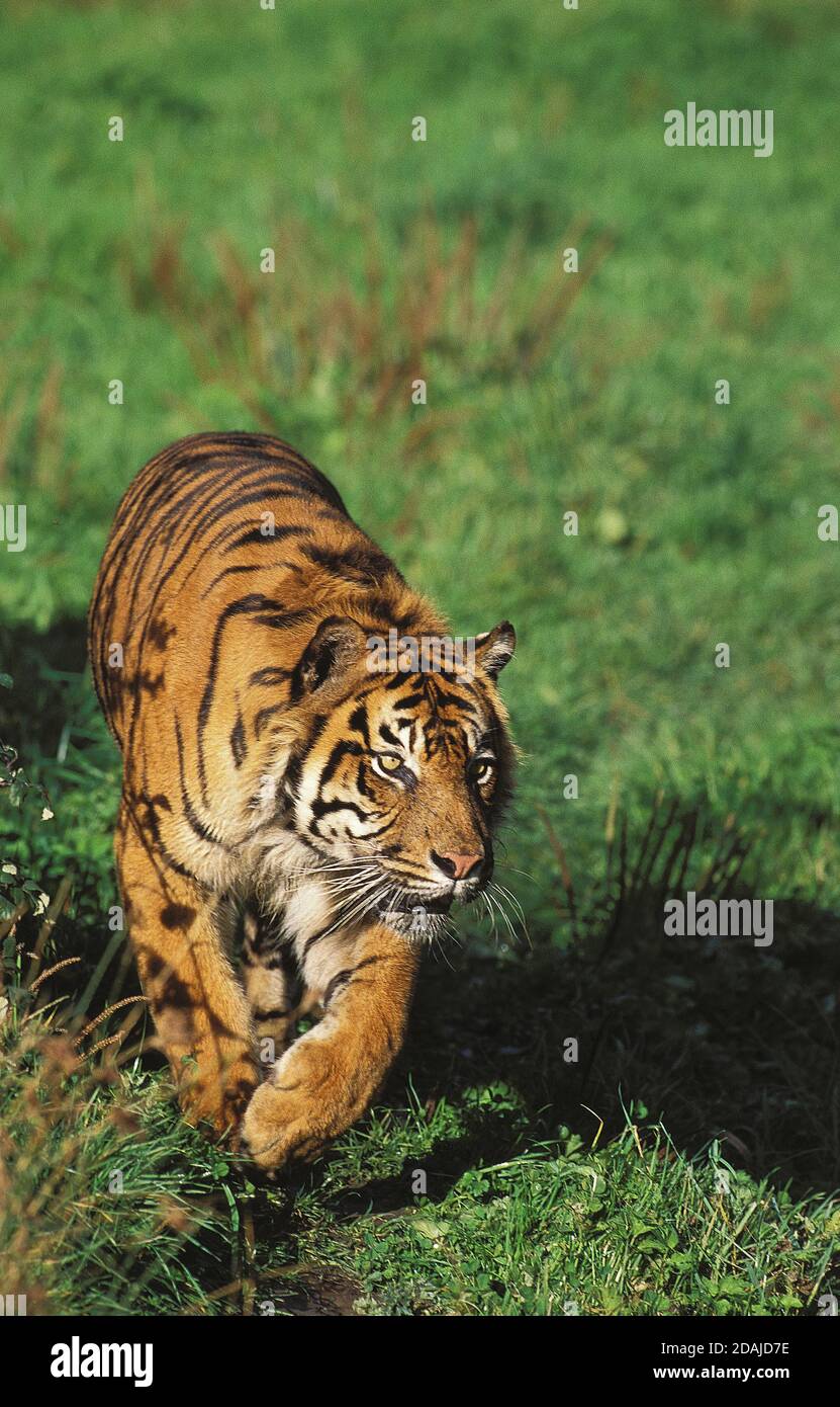SUMATRAN TIGER panthera tigris sumatrae, ADULT WALKING ON GRASS Stock ...