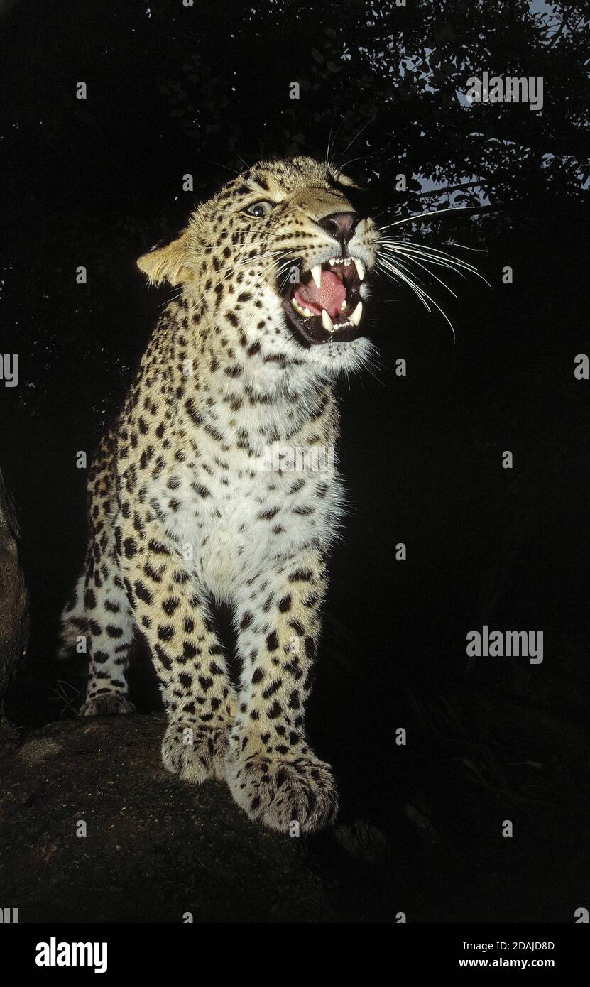 African leopard growling hi-res stock photography and images - Alamy