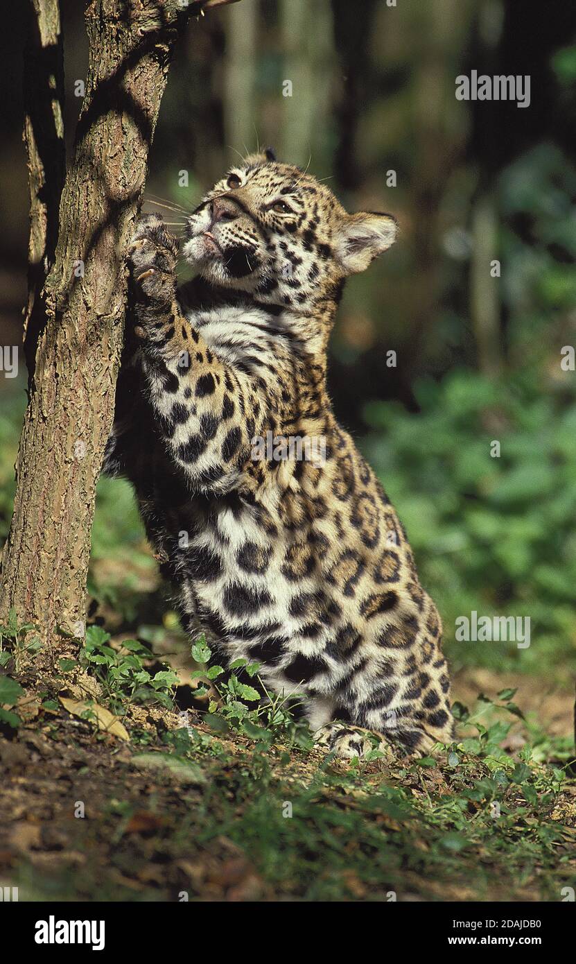 Cub clawing tree bark hi-res stock photography and images - Alamy