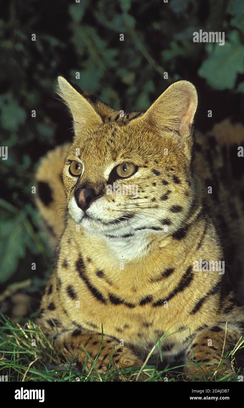 SERVAL leptailurus serval, ADULT LAYING DOWN ON GRASS Stock Photo - Alamy