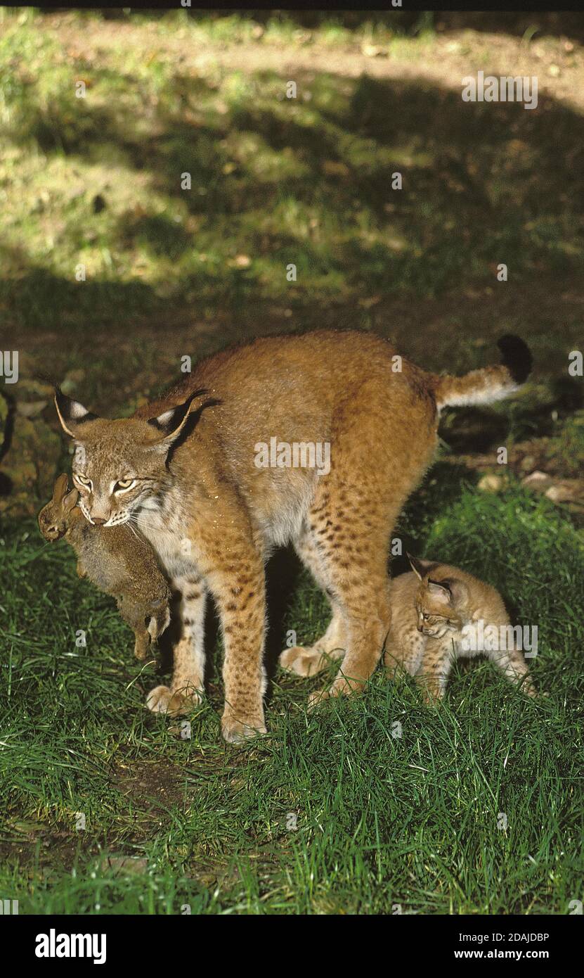EUROPEAN LYNX felis lynx, FEMALE WITH CUB, WITH EUROPEAN RABBIT IN ...