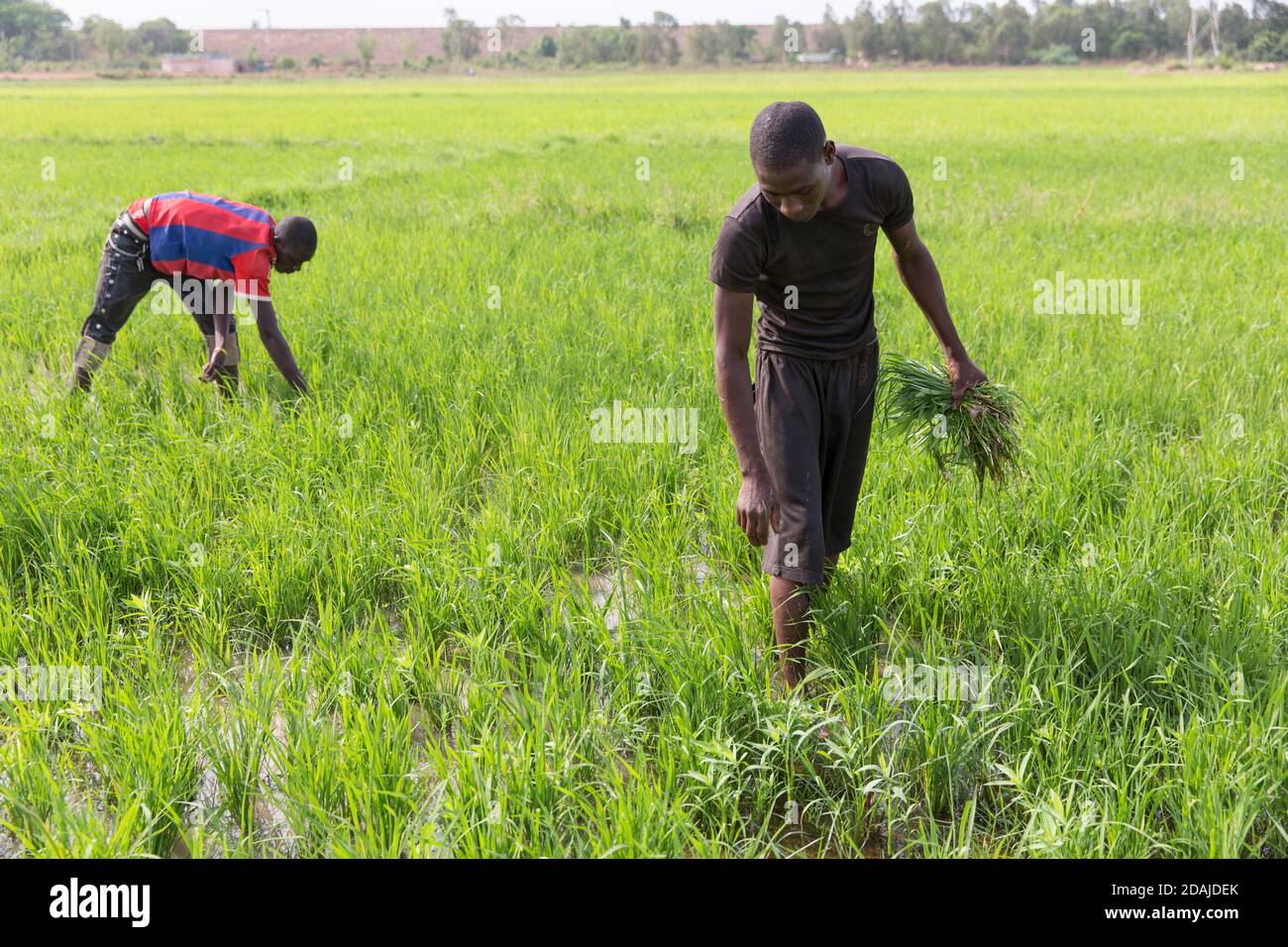 Rice field soil hi-res stock photography and images - Alamy